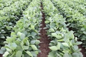 How AgVenture helps soybean farmers prevent early season fungal diseases