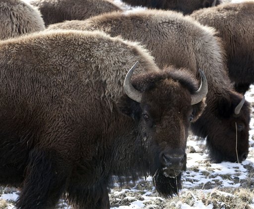 Meeting on FWP bison proposal draws supporters, opponents from near, far