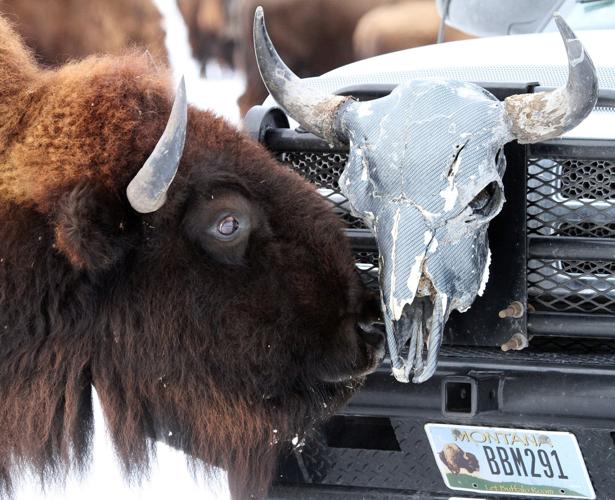 Where the bison roam: Bitterroot Bison sees growth in its future