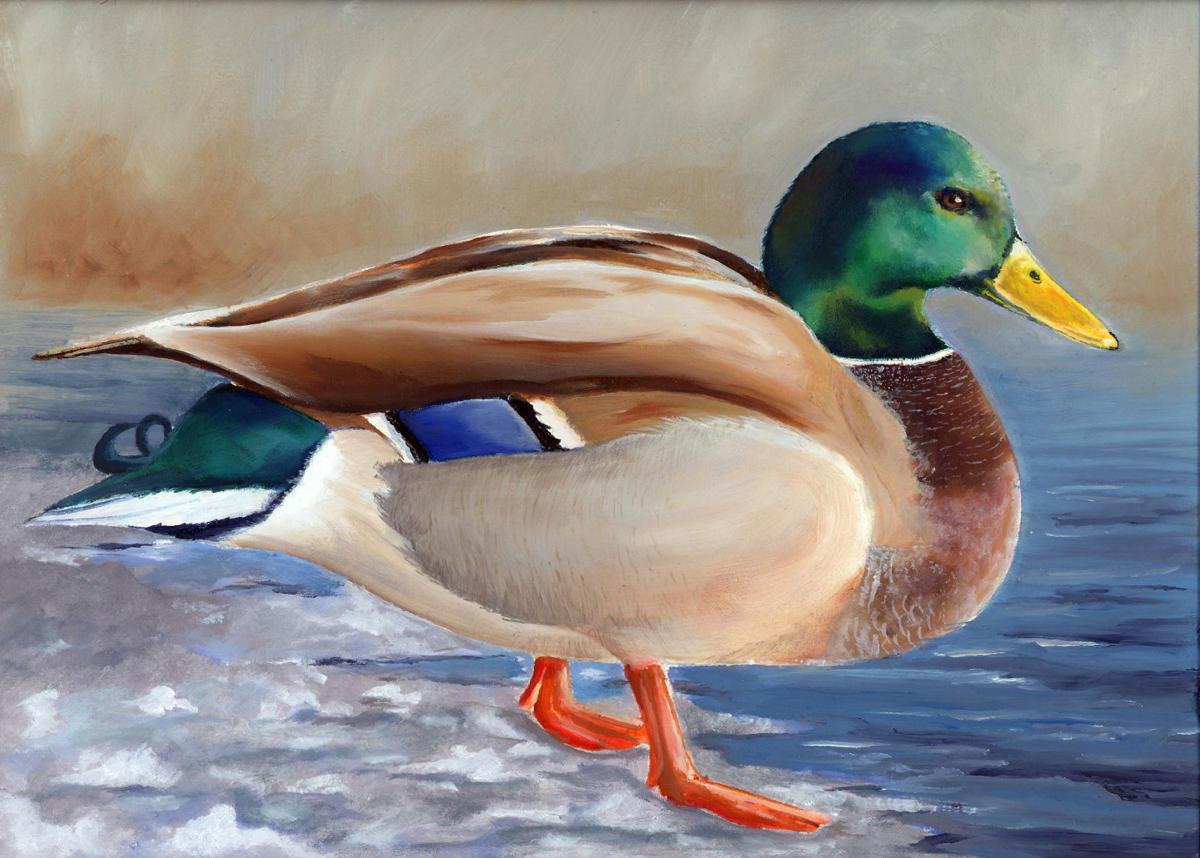 Kalispell artist wins Montana Junior Duck Stamp contest | Local News ...