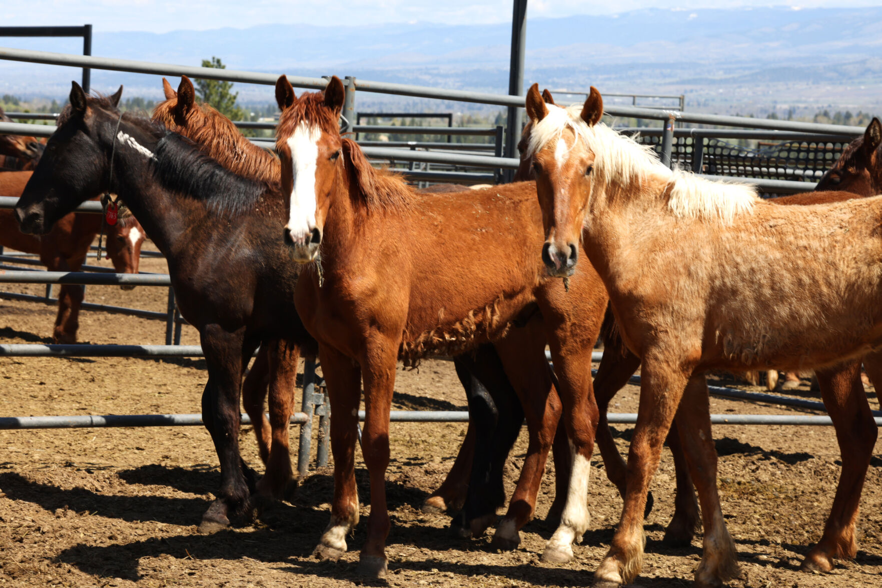 BLM hosts wild horse and burro adoption event in Hamilton