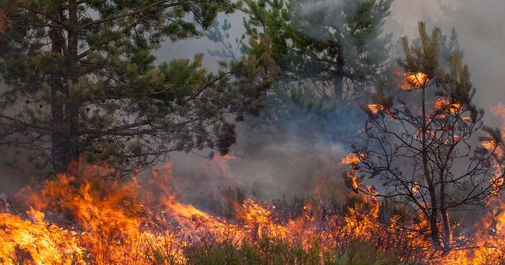 4 of 6 small fires in Bitterroot National Forest contained