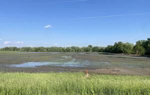Forage can be back-up plan for flooded crops
