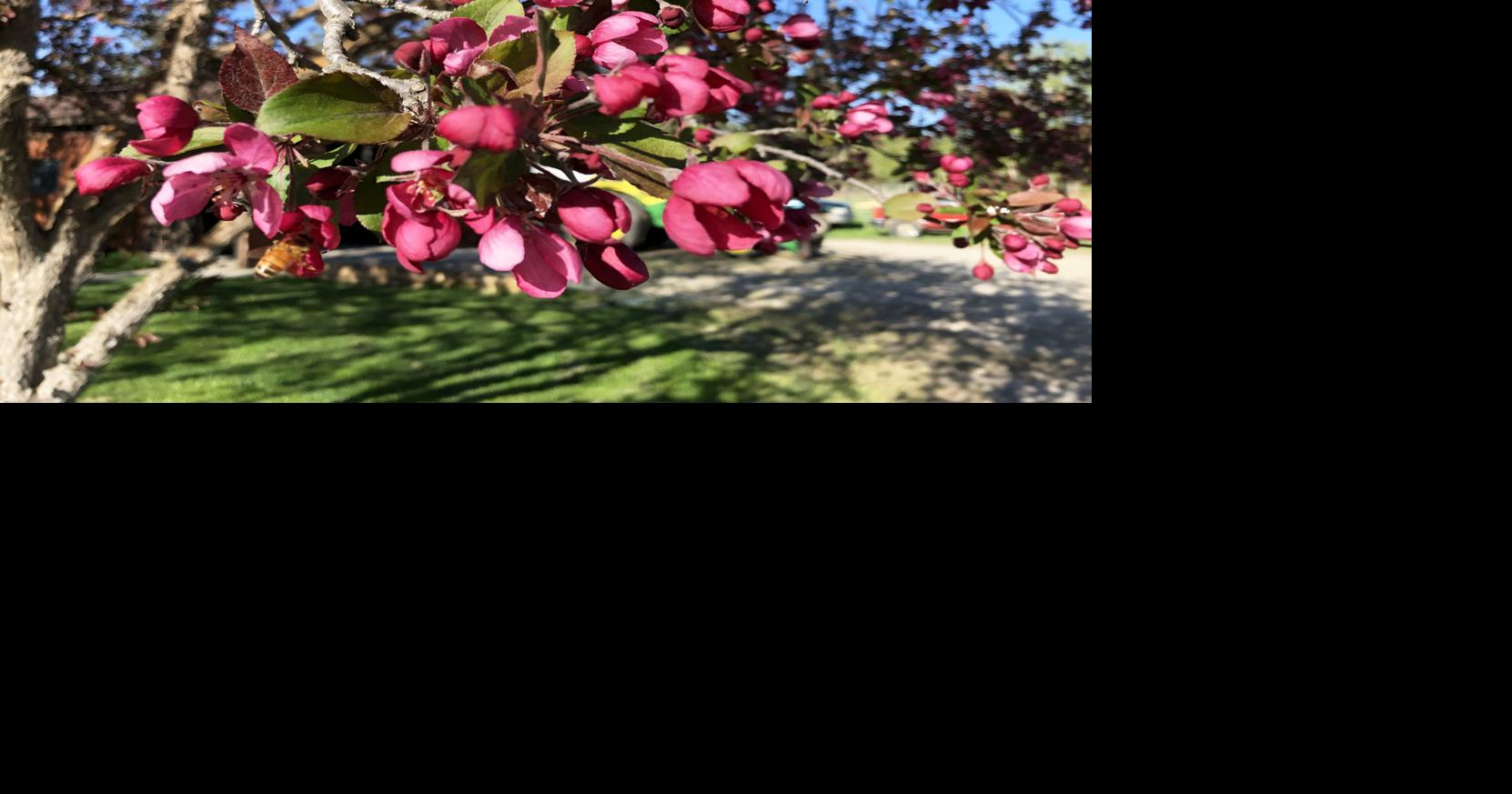 Spring trees coming our way early in the growing season