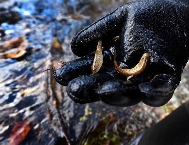 Fish rodeo: Rescuing trout from drainage ditches