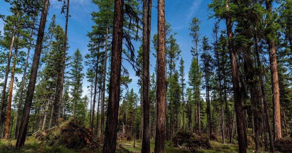 New Lolo plan must prioritize active management