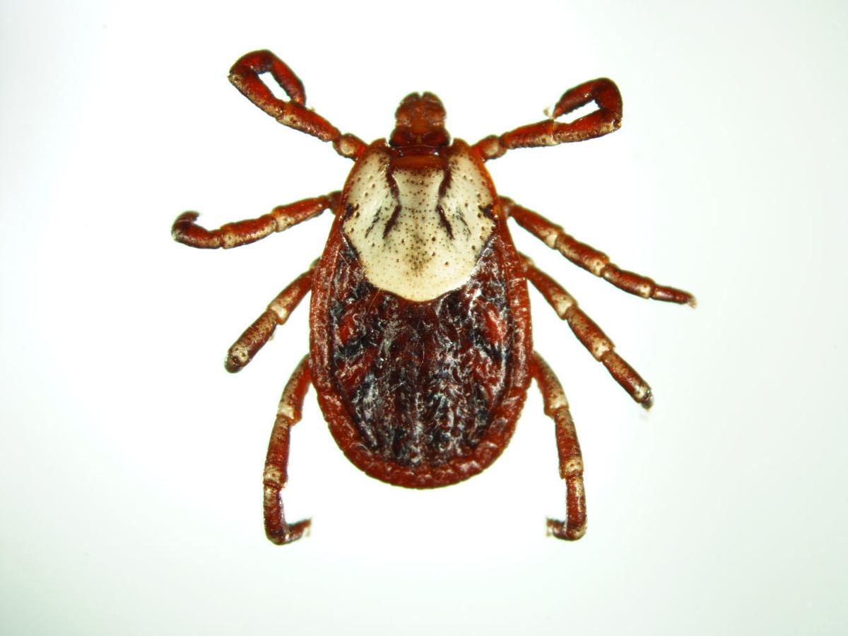 Rocky Mountain Labs study finds Colorado tick fever virus still ...