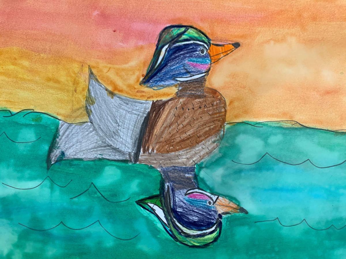 Lone Rock students enter the 2021 Montana Junior Duck Stamp Contest ...