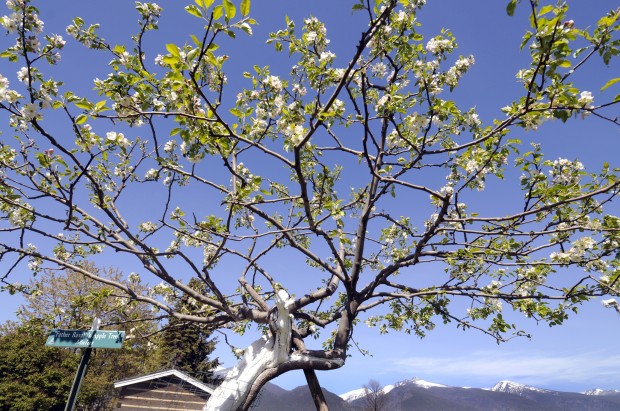 Ravalli remembered: 200 years after his birth, priest’s legacy still ...
