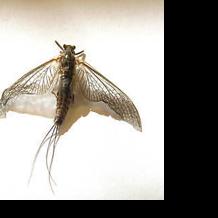 Fishing Report: Brindle Chutes are the go-to fly this time of year