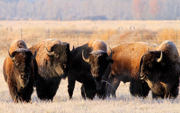 Feature photo: Where the buffalo roam