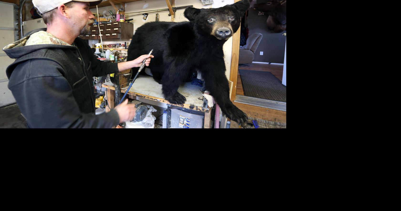 Ready for action: New sow bear decoy to be unveiled at banquet Saturday