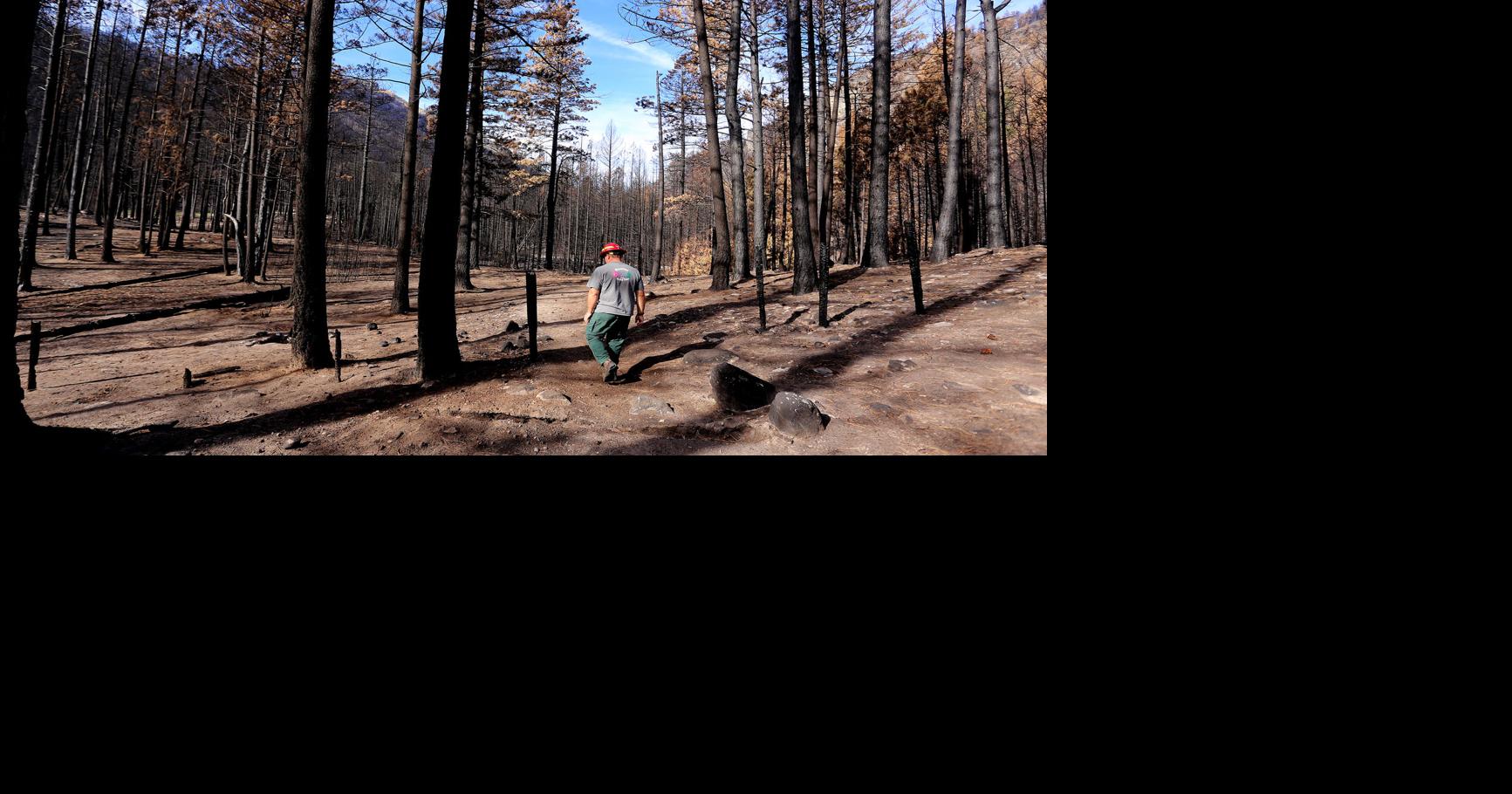 Bitterroot Forest seeking comment on Roaring Lion fire salvage project