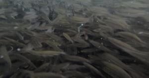 Add fish into fields