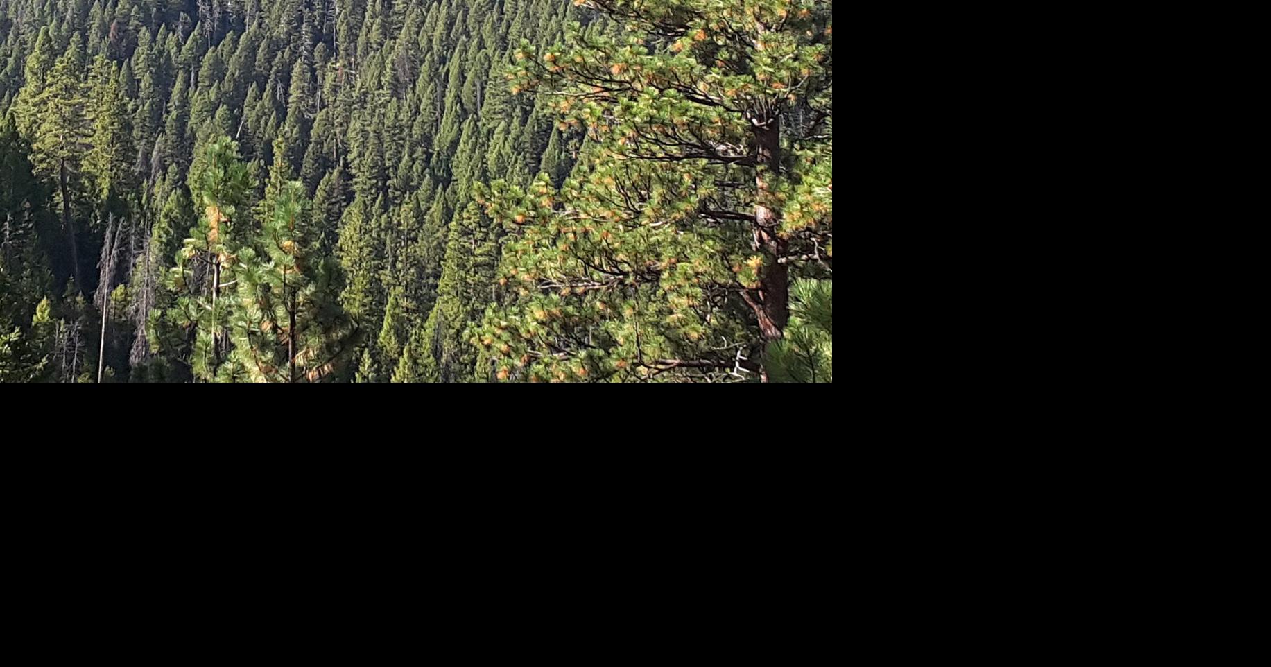 Bitterroot National Forest seeks fuel break project comments