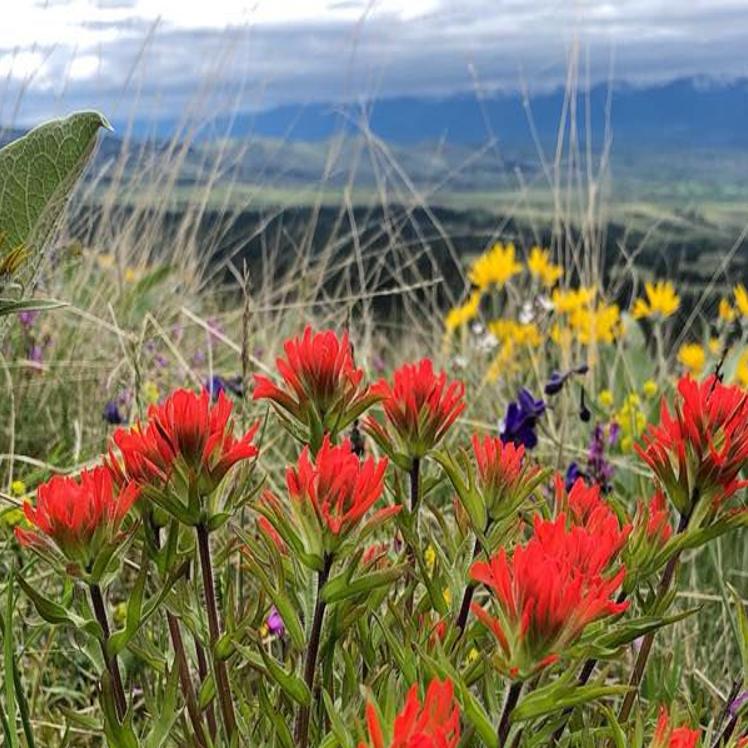 Bitterroot Flower Tattoo | Best Flower Site