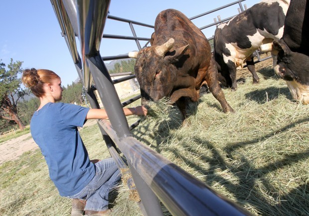 The buck starts here: Cowboys prepare for annual Elite Bull Connection ...