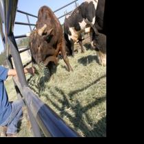 The buck starts here: Cowboys prepare for annual Elite Bull Connection ...