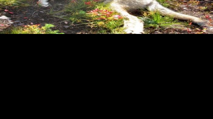 Montana FWP Commission to vote on wolf hunt today | State & Regional | ravallirepublic.com