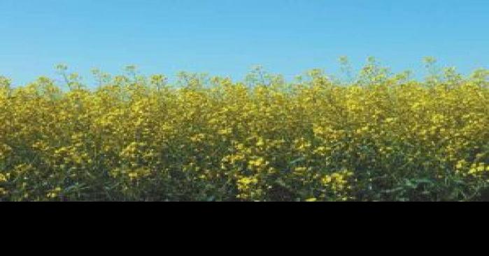 Bayer CropScience introduces three new canola varieties for ’14