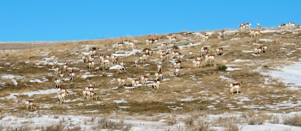Billionaire brothers buying Montana ranches