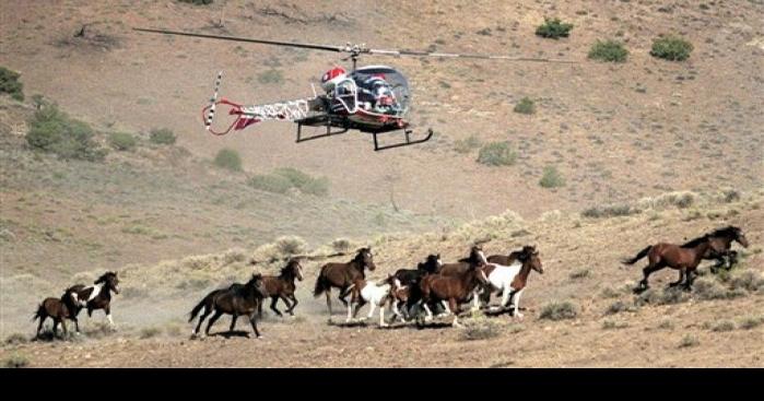 Horse advocates fear slaughter of Nevada mustangs