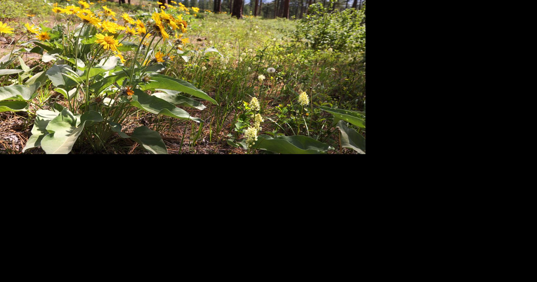 Groups to challenge 140,000-acre Bitterroot fuels project