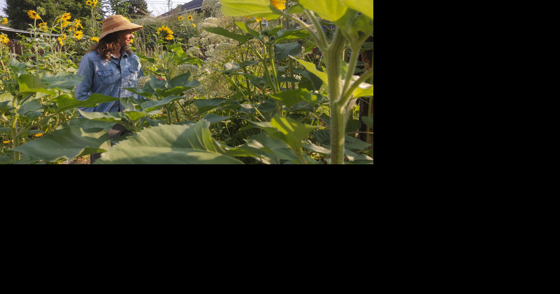 Bitterroot apple history lives on through grafting business