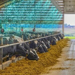 Feed efficiency can reduce emissions