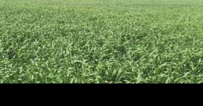 Begin scouting winter wheat early as it breaks dormancy