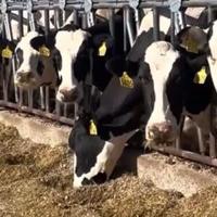 Maximize production with bagged silage