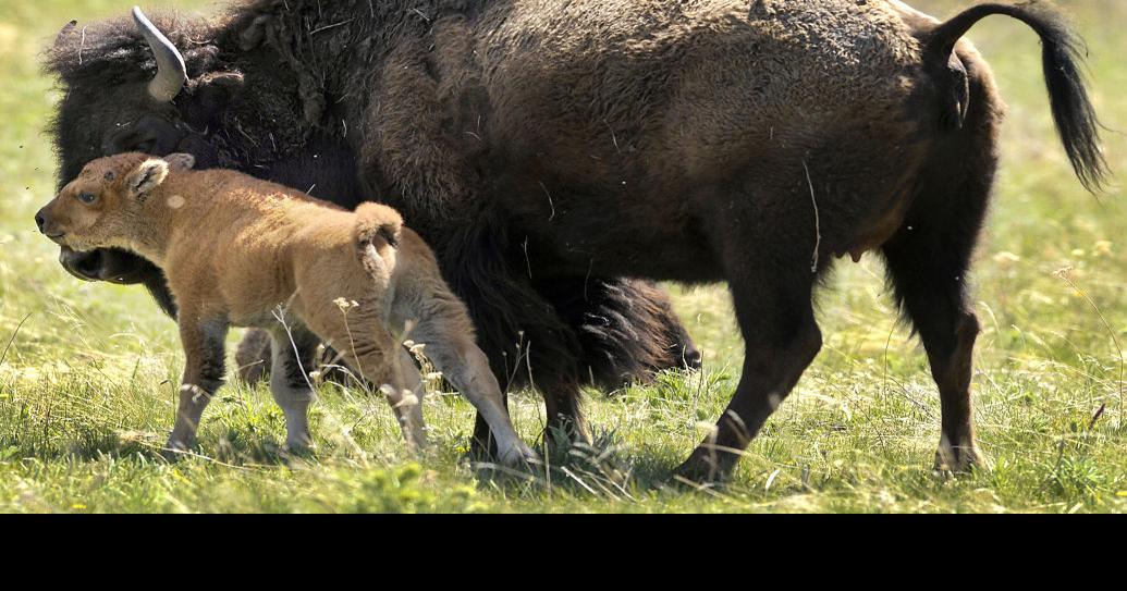 19 fantastic miles: National Bison Range prepares to open Red Sleep Drive