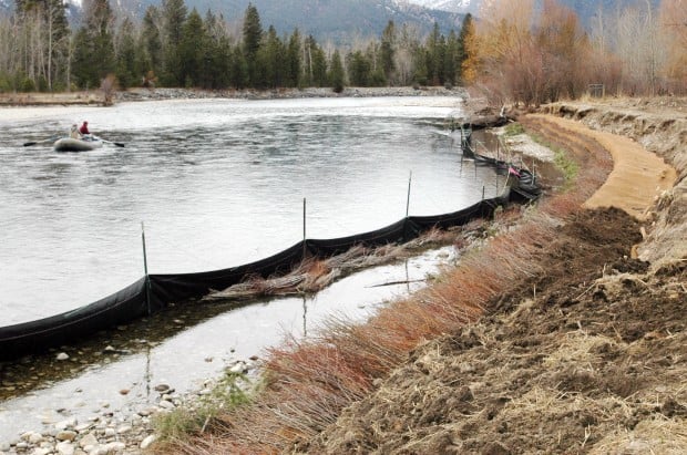 River restoration: Volunteers gather to plant willows in effort to ...