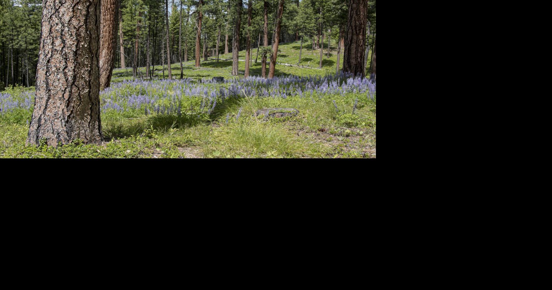 Forest seeks comments on Bitterroot Front Project