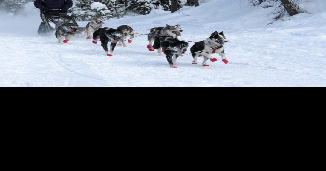 Darby Dog Derby set for Jan. 19, 20 at Lost Trail Pass