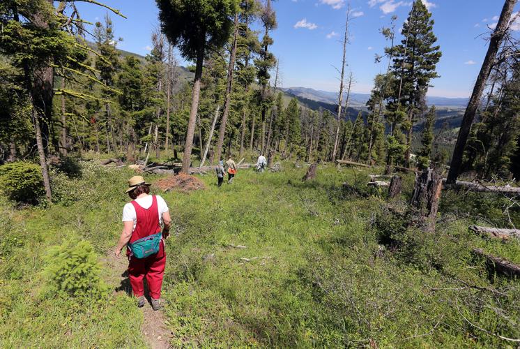 Tracing the route: Bitterroot Forest considers trail that traces Lewis ...