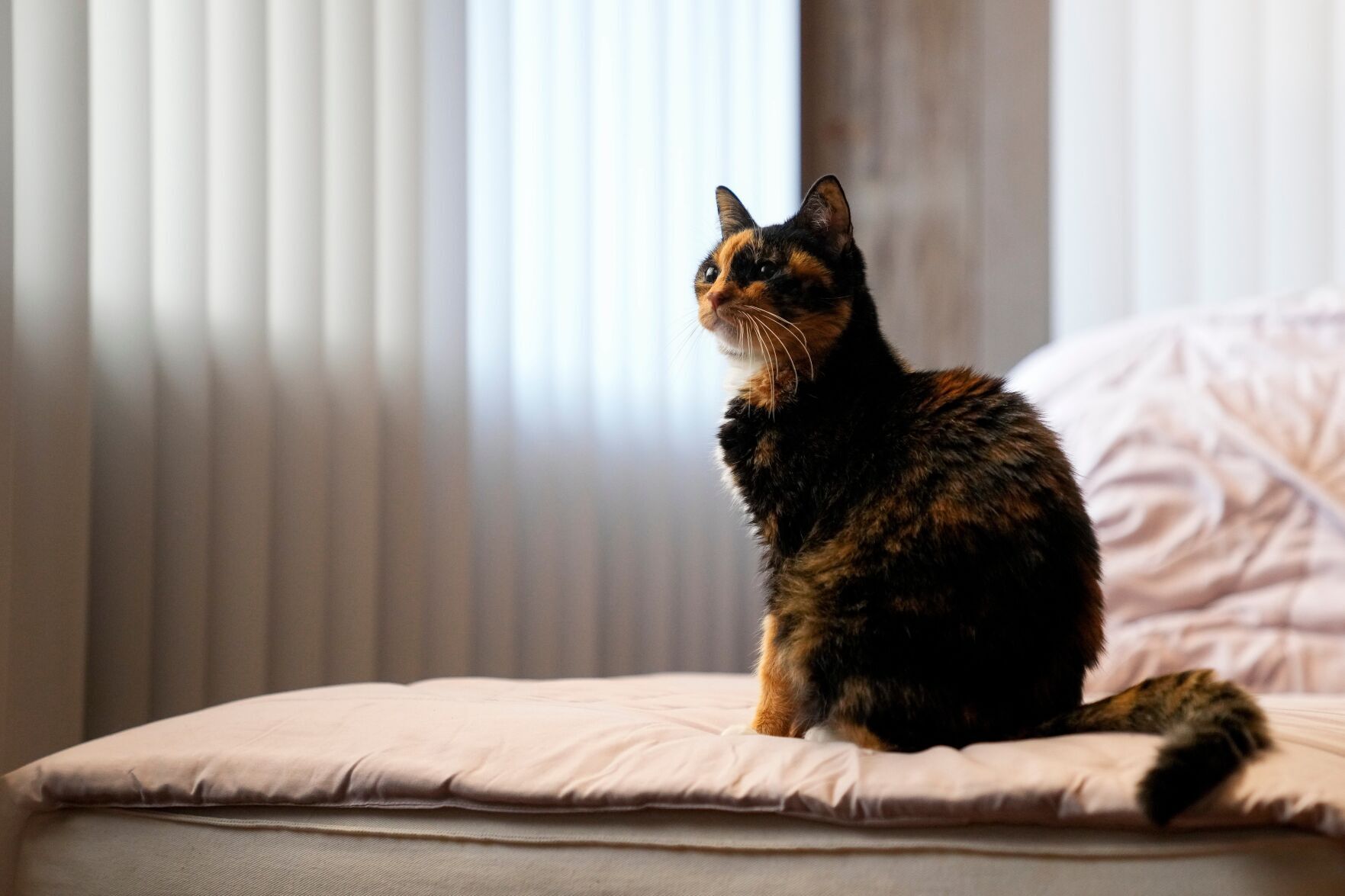 How pets — and what they eat — contribute to climate change