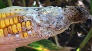 Sap beetles can increase damage to corn at harvest