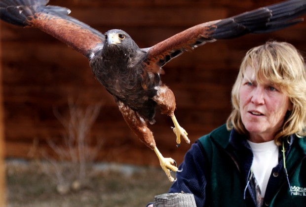 Tales of talons: Raptors of the Rockies founder educates public on ...