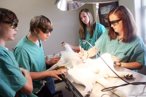 Student vets: Interns get hands-on experience at Victor veterinary hospital