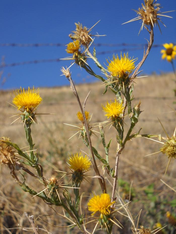 It is important to catch new invasive weeds early