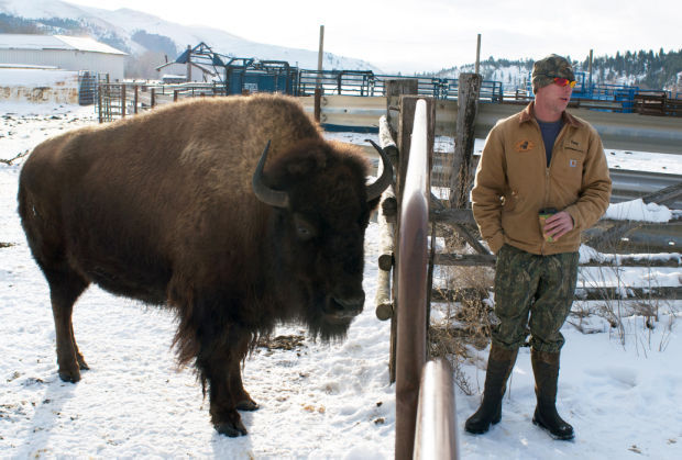 Bitterroot Valley bison ranch sees resurgence in consumers craving lean ...