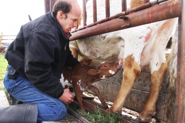 Bull market: Victor family takes pride in raising small herd of Texas ...