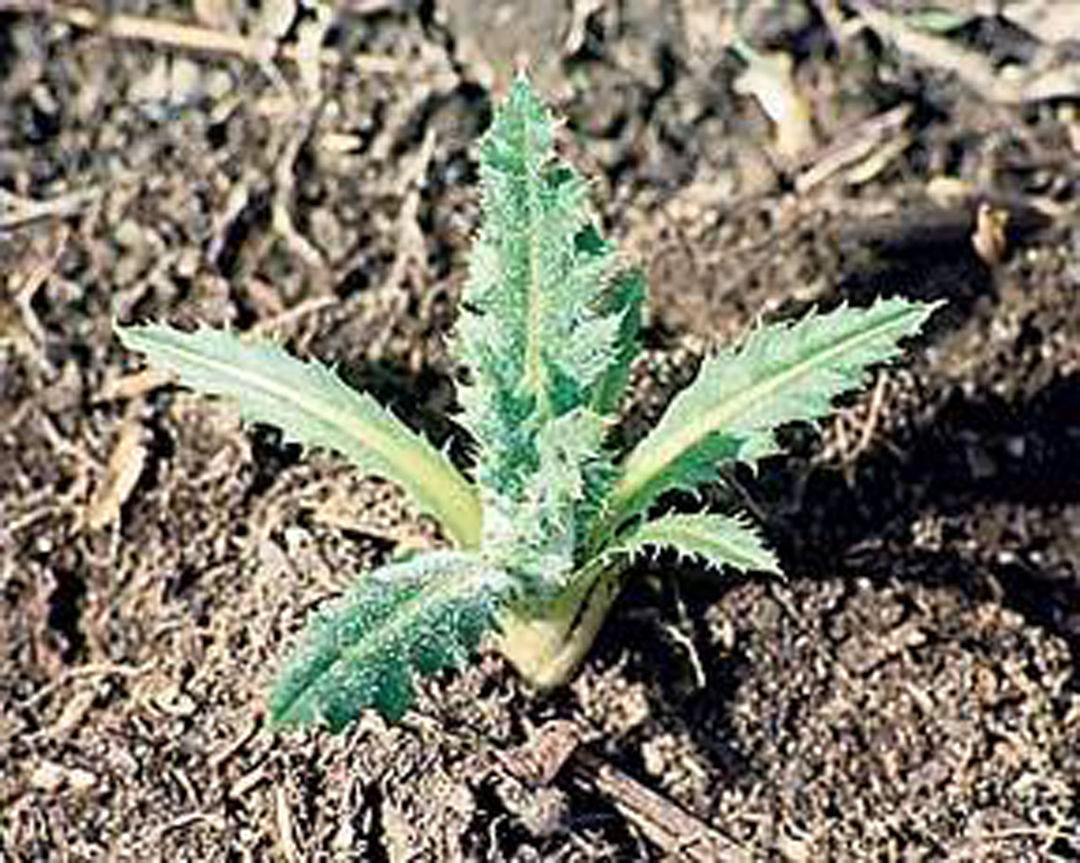 Extensive root system helps Canada thistle spread | Home & Garden ...