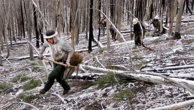 Planting season: Crews plant larch, ponderosa pine and Douglas fir ...