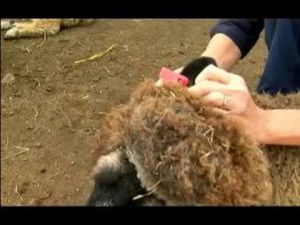 Protect sheep against ovine progressive pneumonia