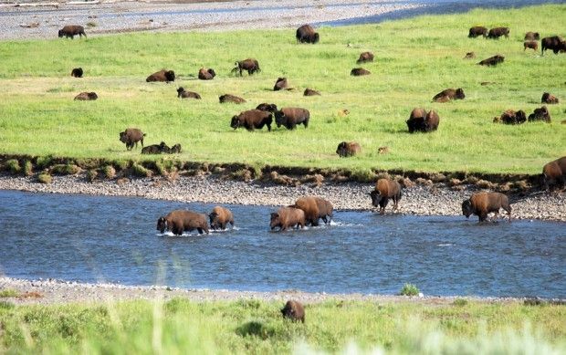 Montana bison hunt begins near Yellowstone Park