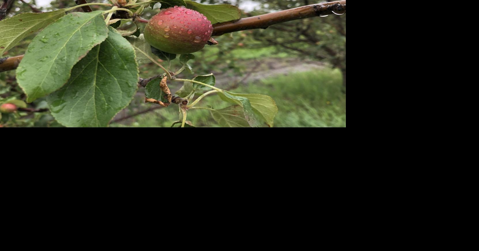 Codling Moth control spray window opening June 10th