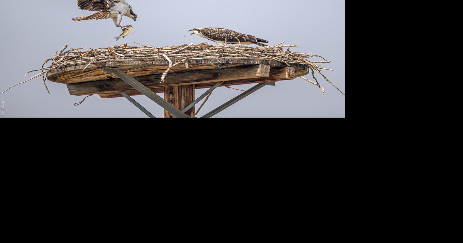 Osprey are a conservation success story