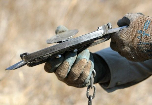 Montana, Idaho trappers catching more than just wolves